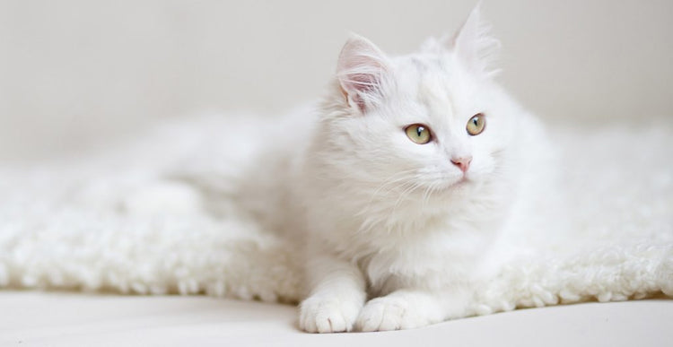 Minx Cat
